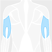 Jeff Nippard's Ultimate PPL Program - 5x/Week - JEFIT